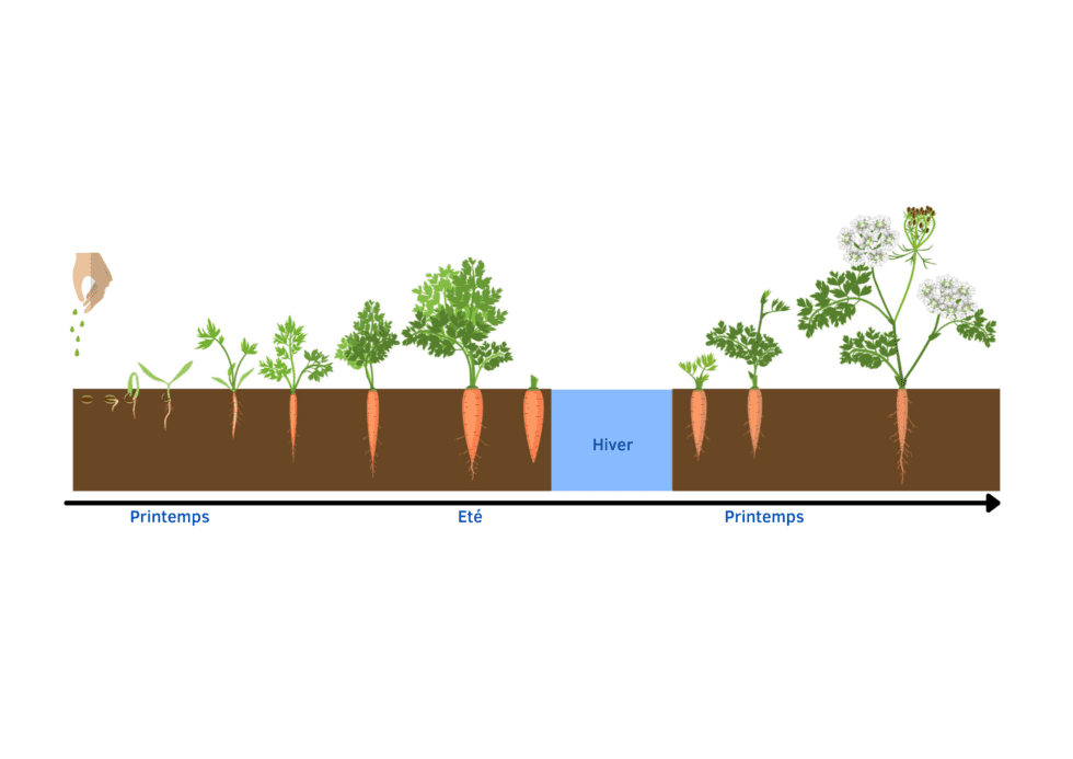 The story of the carrot - Graine de carotte