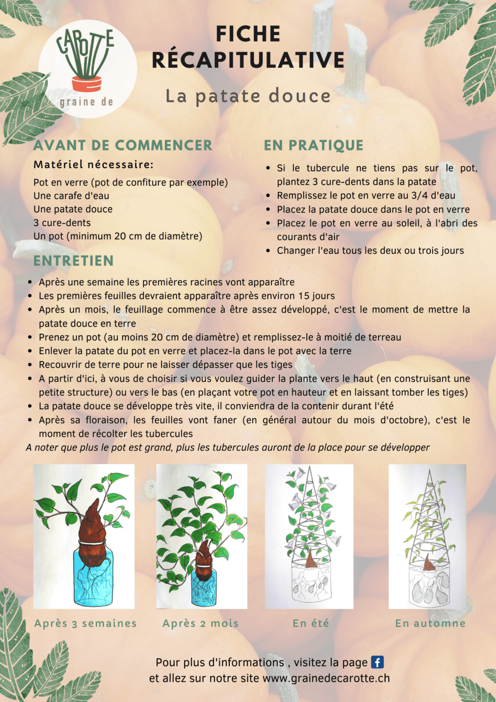 Cultiver la patate douce. Le légume idéal pour les jardins en permaculture ! - Graine de carotte