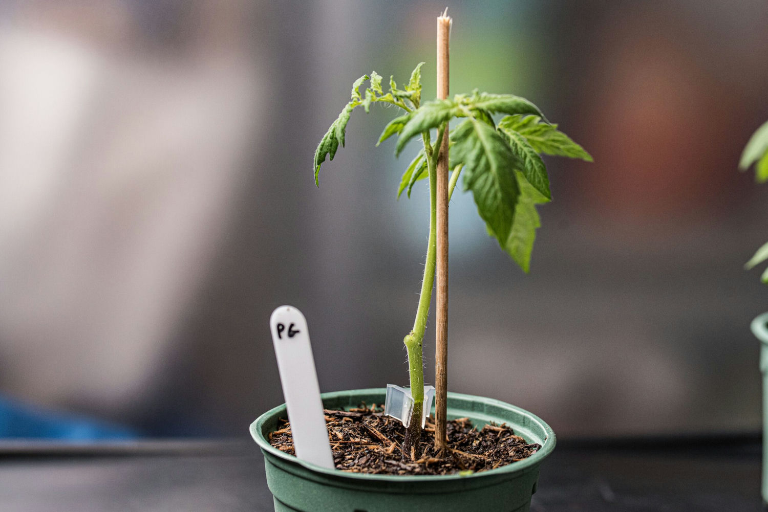 Greffer les tomates (et autres légumes) - Graine de carotte