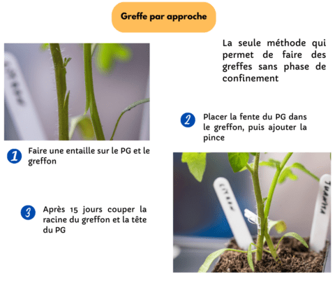 Greffer les tomates (et autres légumes) - Graine de carotte