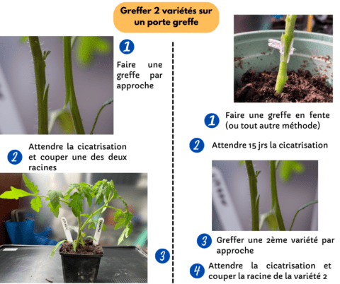Greffer les tomates (et autres légumes) - Graine de carotte