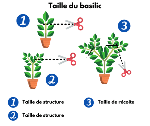 Cultiver le basilic. Le guide complet de l’aromatique incontournable ...